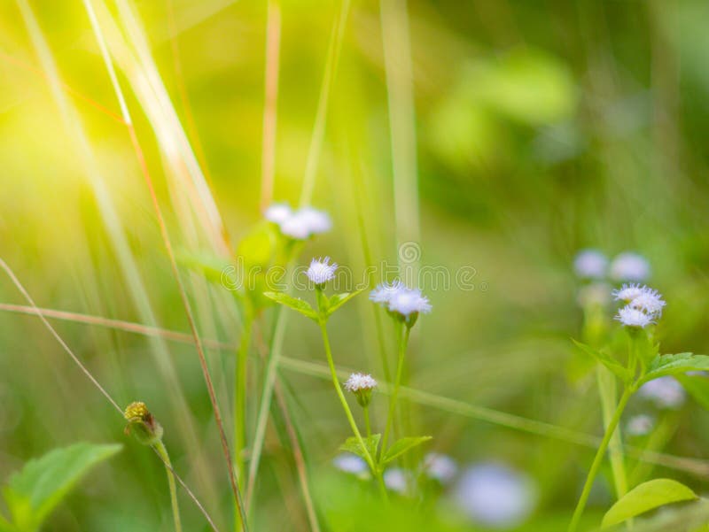 Flor de erva foto de stock. Imagem de outono, mola, turbulência - 189695294