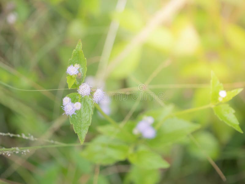 Flor de erva imagem de stock. Imagem de verde, bonito - 189695377