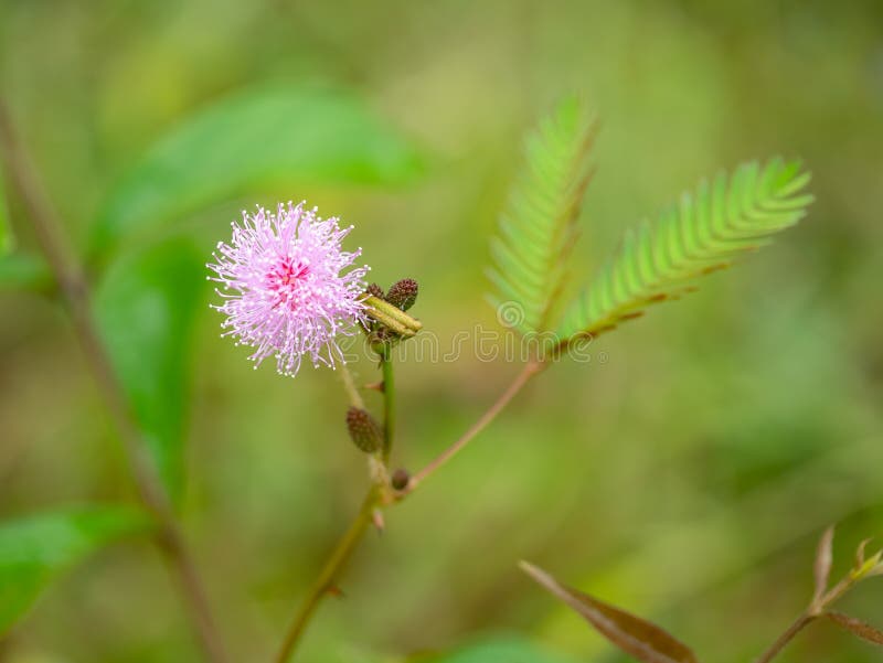 Flor de erva imagem de stock. Imagem de macro, beleza - 189695405