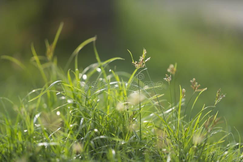 Flor de erva foto de stock. Imagem de paisagem, macio - 186424512