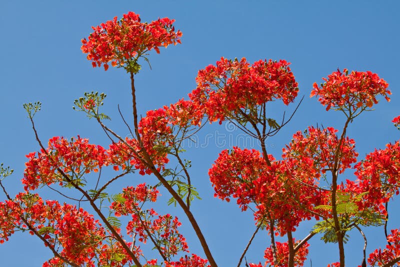 Flor de Flamboyan imagen de archivo. Imagen de fondo - 14557455