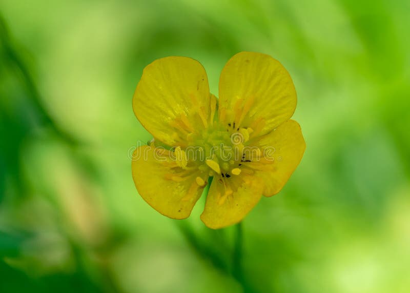 Flor De Flammula Ranunculosa Queimada Sobre Fundo Verde Imagem de Stock ...