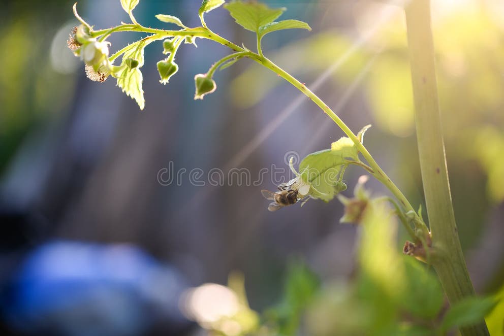 Flor de frambuesa imagen de archivo. Imagen de brillante - 214629053