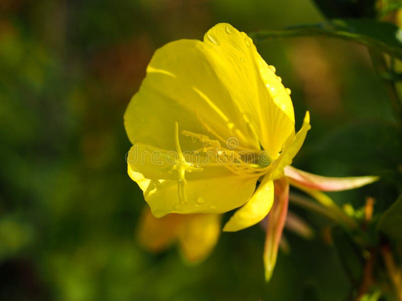 Flor De Gallarda De Gallina, Bienios De Oenothera Foto de archivo ...