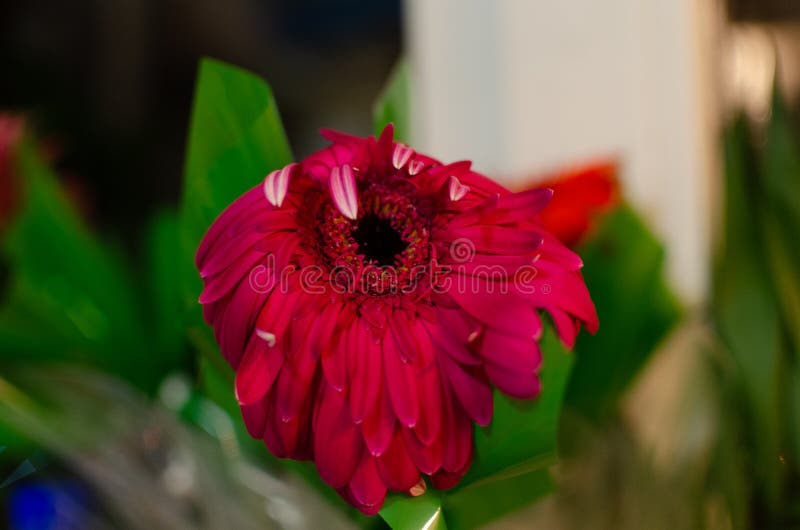 Flor de gerbera murcha imagem de stock. Imagem de verde - 208167295