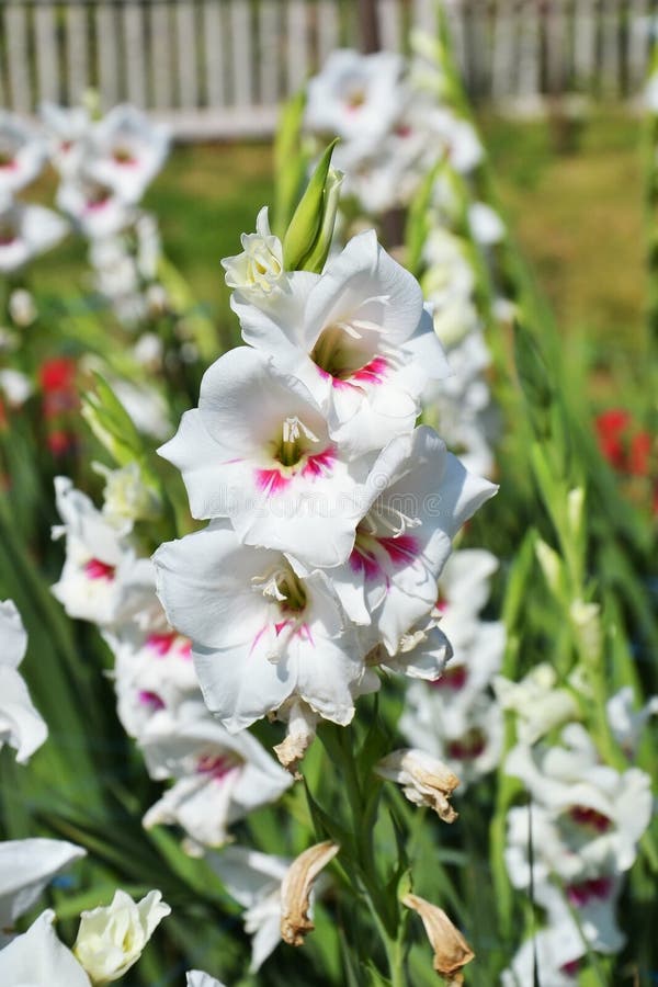 Gladiolus Grandiflorus Alba Grandes Flores Brancas, De Flor Grande, De ...