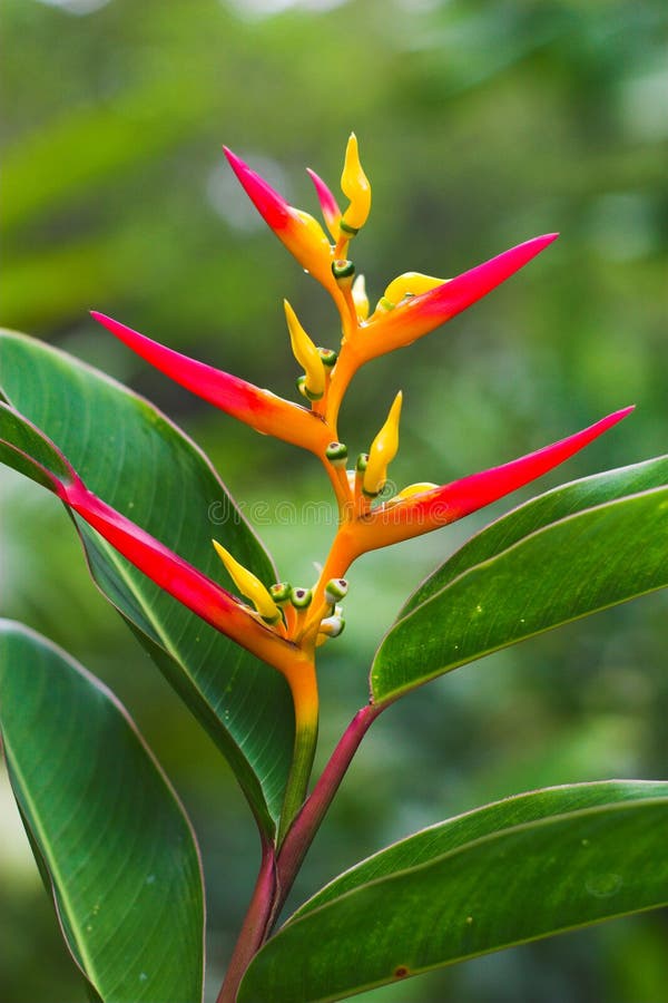 Flor de Heliconia imagen de archivo. Imagen de florecimiento - 18306731