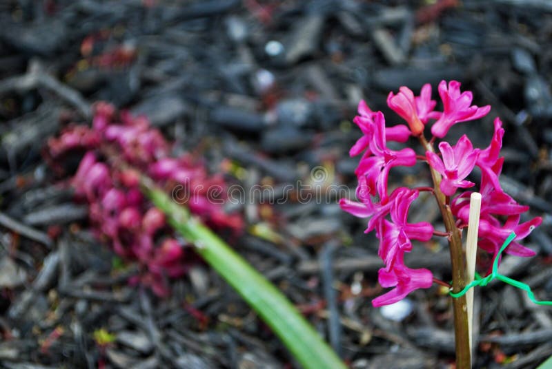 Morrendo e folha rotting imagem de stock. Imagem de botânica - 43380623