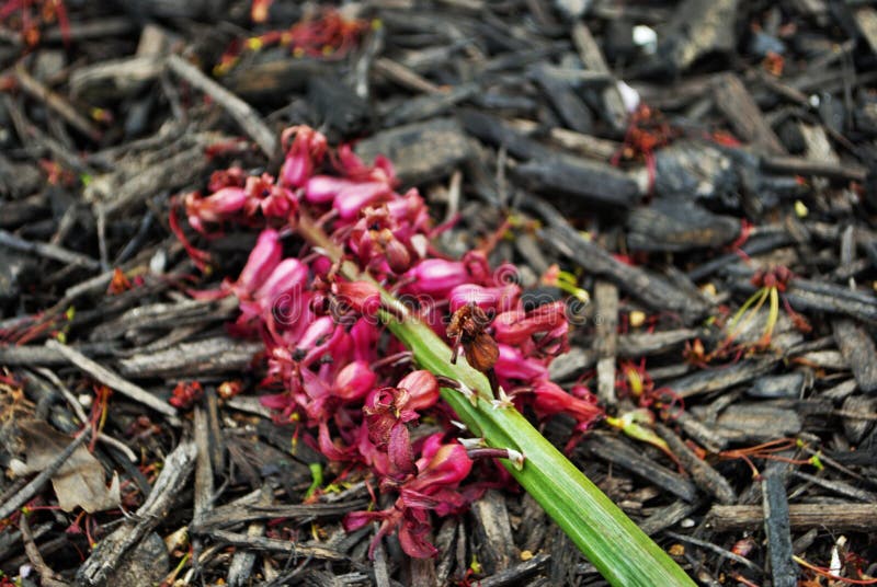 Morrendo e folha rotting imagem de stock. Imagem de botânica - 43380623