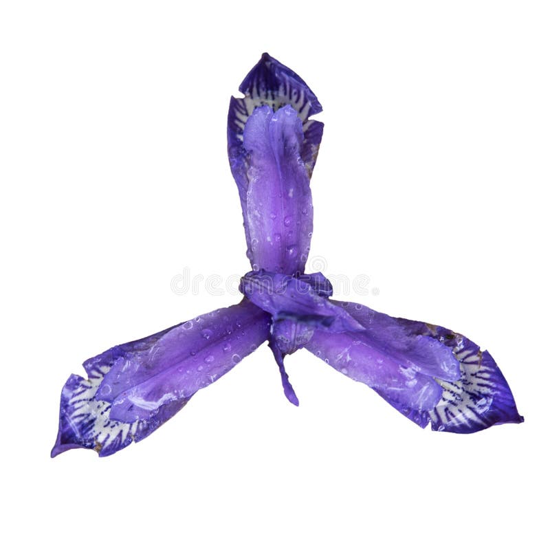 Flor De Iris Morado Sobre Fondo Blanco Foto de archivo - Imagen de ...
