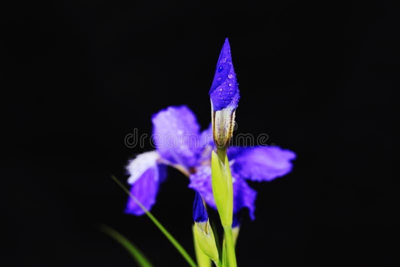 Flor de iris morado imagen de archivo. Imagen de flora - 175513235
