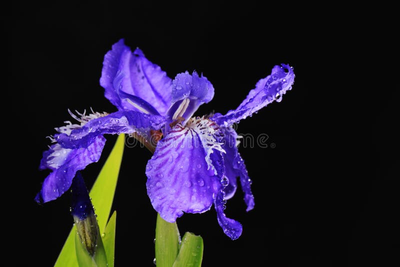 Flor de iris morado imagen de archivo. Imagen de color - 175513529
