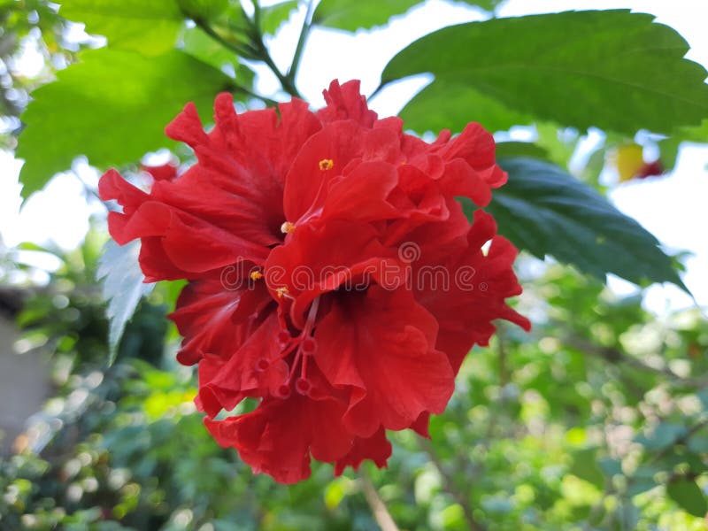 Esta Es Una Flor De Jaba En Mi Propio Jardín. Imagen de archivo ...