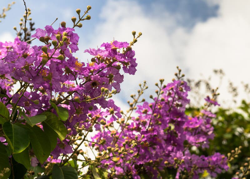 Flor De Jack Do Floribunda Do Lagerstroemia Foto de Stock - Imagem de ...