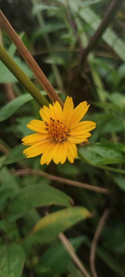 Flor De Kolget Amarillo En La Tierra Forestal Imagen de archivo ...