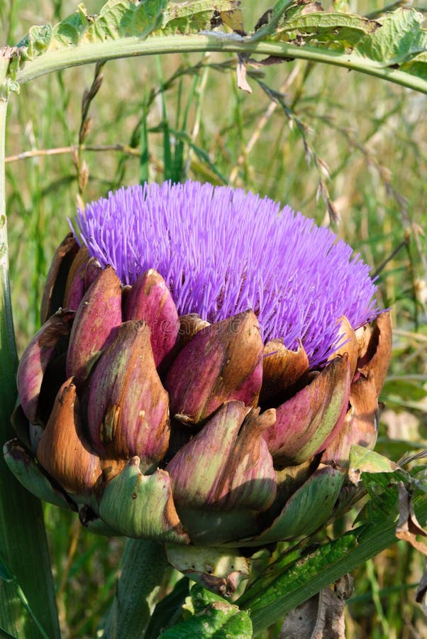 Flor de la alcachofa imagen de archivo. Imagen de colores - 17426329