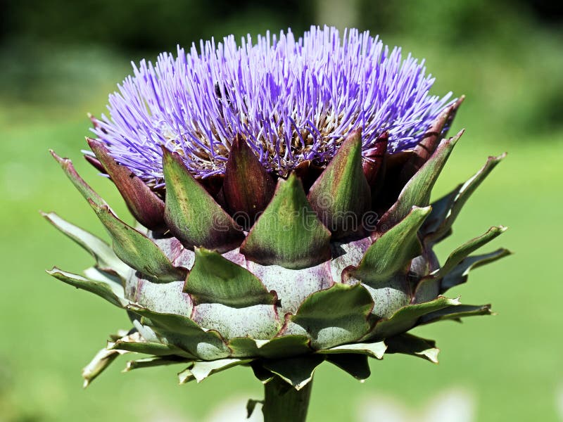 Flor de la alcachofa imagen de archivo. Imagen de flor - 3923411