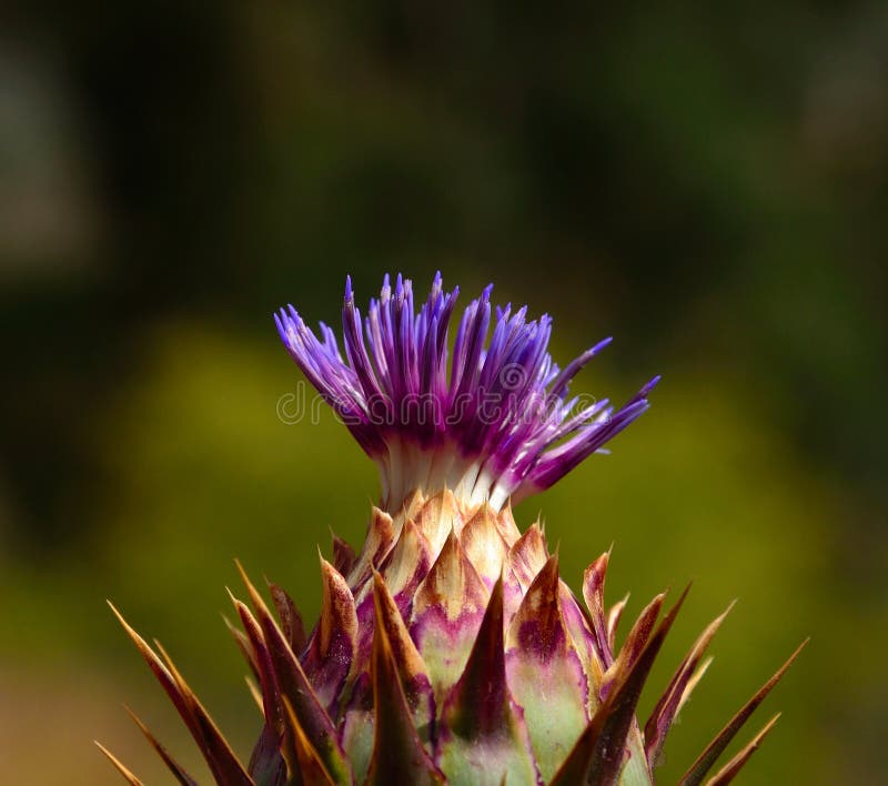 Flor de la alcachofa imagen de archivo. Imagen de plantas - 66035225