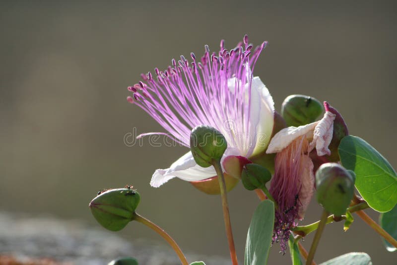 Flor de la alcaparra foto de archivo. Imagen de alcaparra - 11166840