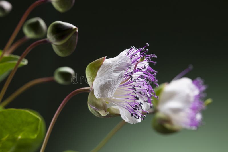 2,300 Alcaparra De La Flor Fotos de stock - Fotos libres de regalías de ...