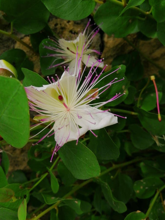 Flor de la alcaparra foto de archivo. Imagen de montón - 11166840