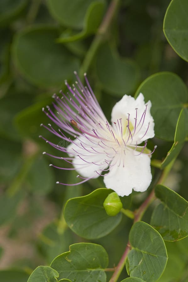 Flor de la alcaparra imagen de archivo. Imagen de ingrediente - 42091367