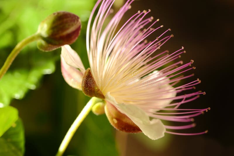 Flor de la alcaparra foto de archivo. Imagen de blanco - 42091308