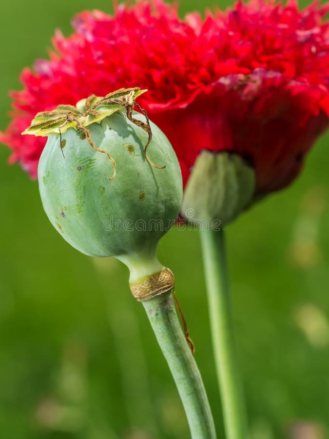 Flor de la amapola de opio imagen de archivo. Imagen de opio - 75843277
