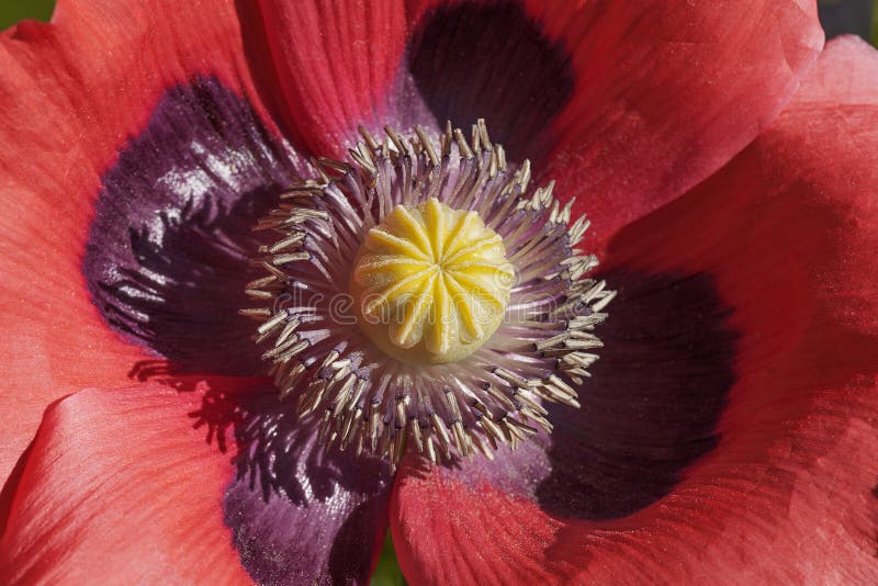 Flor de la amapola de opio foto de archivo. Imagen de opio - 69345112