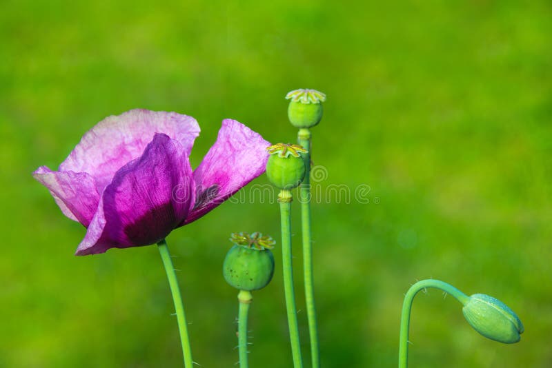 Flor de la amapola de opio foto de archivo. Imagen de hierba - 103442252