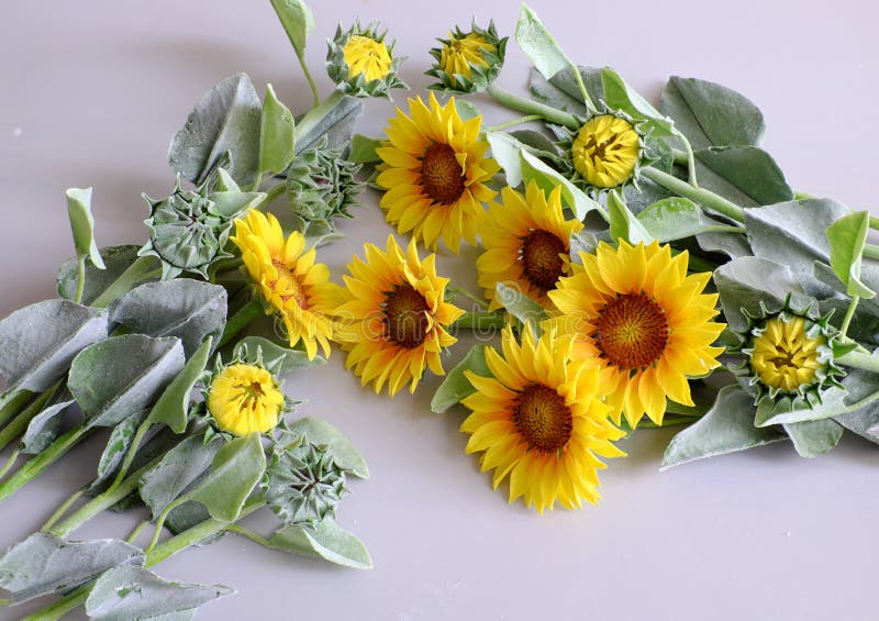 Flor De La Arcilla, Ramo Del Girasol Imagen de archivo - Imagen de ...