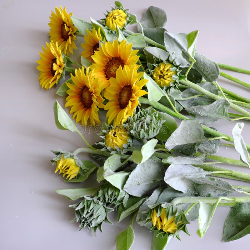 Flor De La Arcilla, Ramo Del Girasol Foto de archivo - Imagen de mano ...