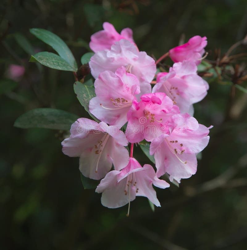 Flor de la azalea imagen de archivo. Imagen de arbustos - 54762897