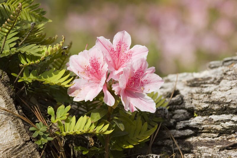Flor de la azalea foto de archivo. Imagen de helecho, azalea - 660574