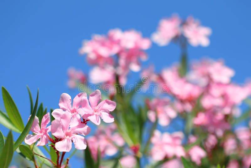 Flor De La Bahía Color De Rosa Del Adelfa Foto de archivo - Imagen de ...