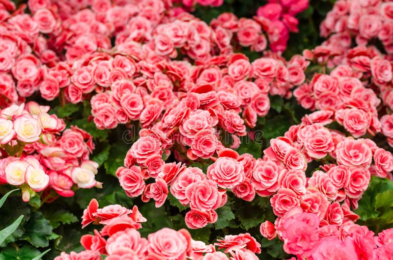 Flor De La Begonia En Jardín Imagen de archivo - Imagen de fondo, color ...