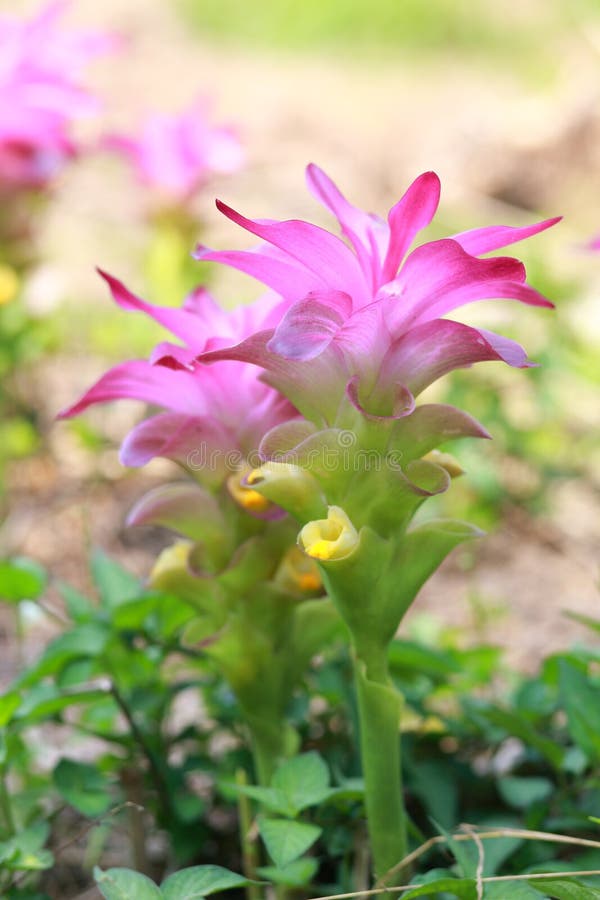 Flor de la cúrcuma foto de archivo. Imagen de temperaturas - 53063852