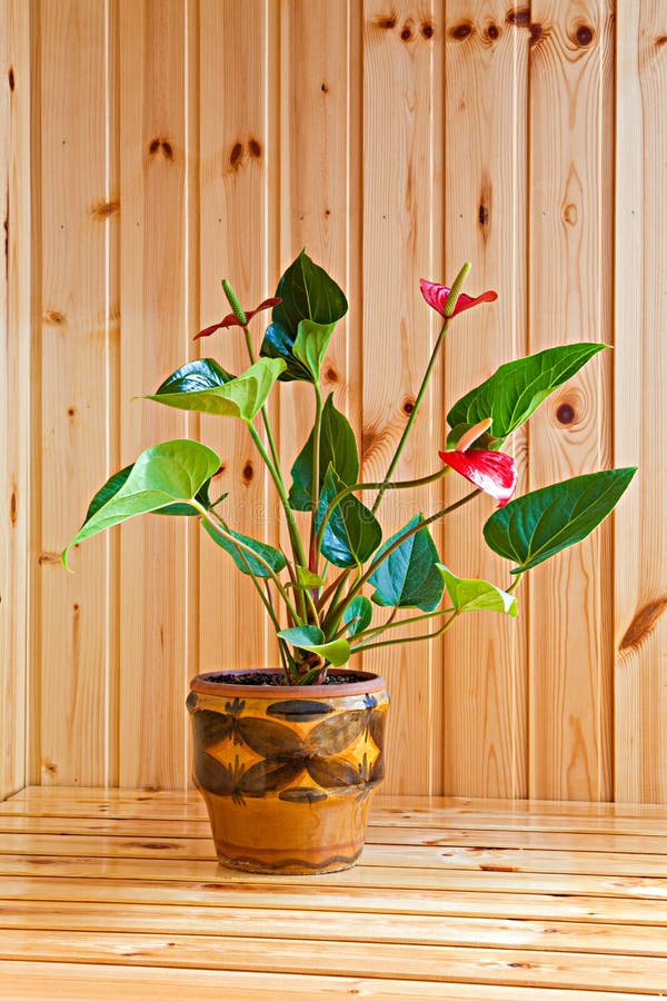 Flor de la cala imagen de archivo. Imagen de madera, brote - 26590371