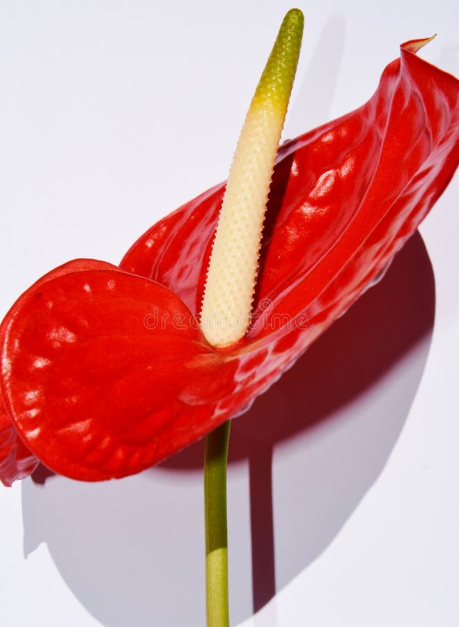 Flor de la cala, detalle foto de archivo. Imagen de inocencia - 88197280