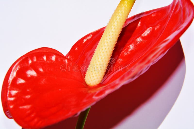 185 Cala Roja De La Flor Fotos - Libres de Derechos y Gratuitas de ...