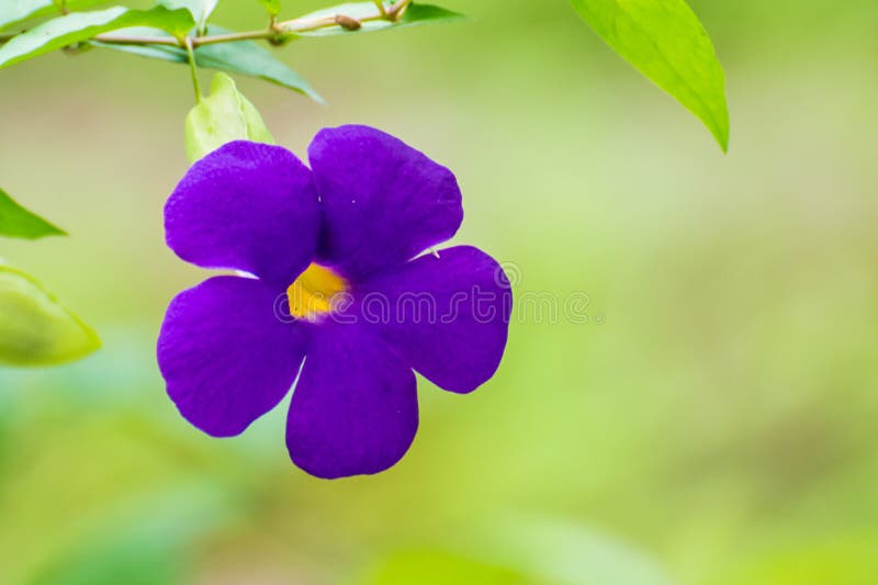 Flor De La Capa Del ` S Del Rey Imagen de archivo - Imagen de ...