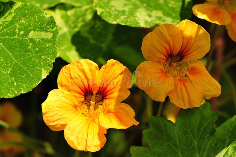 Flor de la capuchina foto de archivo. Imagen de nacionalmente - 40772332