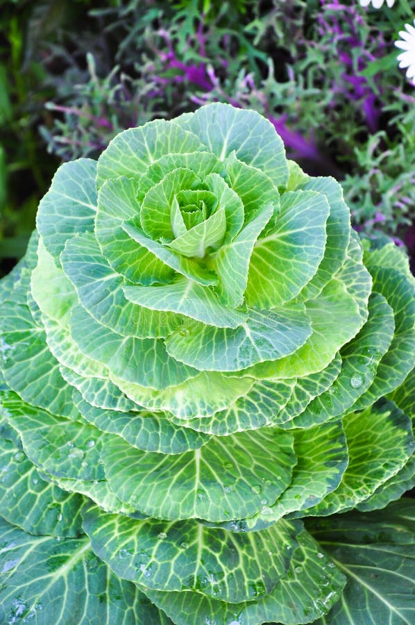 Flor de la col imagen de archivo. Imagen de rosa, cama - 19935605