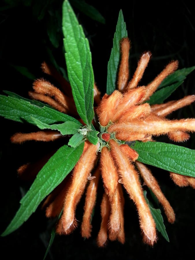 Flor De La Cola De Los Leones Foto de archivo - Imagen de cola, noche ...