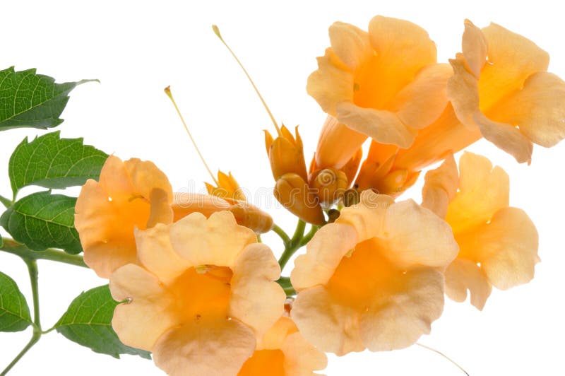 Flor De La Enredadera De Trompeta Foto de archivo - Imagen de amarillo ...