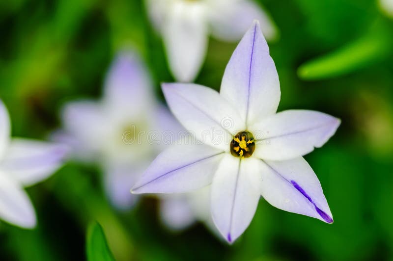 Flor de la estrella imagen de archivo. Imagen de belén - 34794477