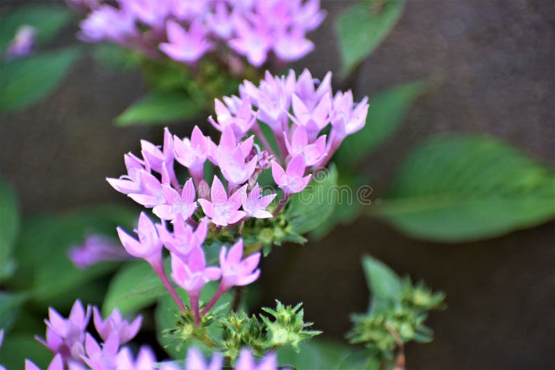 Flor de la estrella imagen de archivo. Imagen de colores - 99485741