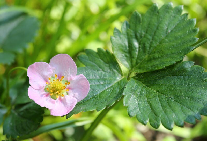 Flor de la fresa foto de archivo. Imagen de flora, cubo - 109865084