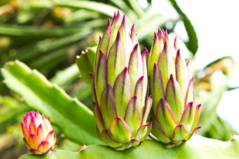 Flor De La Fruta Del Dragón Foto de archivo - Imagen de flor, cacto ...