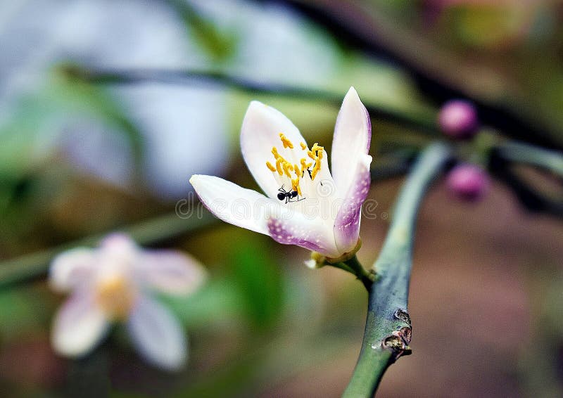 imágenes comunes del Flor Del Limón Citrus Limon - los derechos de la ...